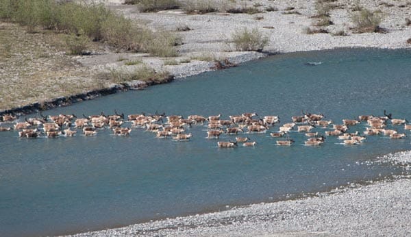 caribou-swim - Arctic Wild
