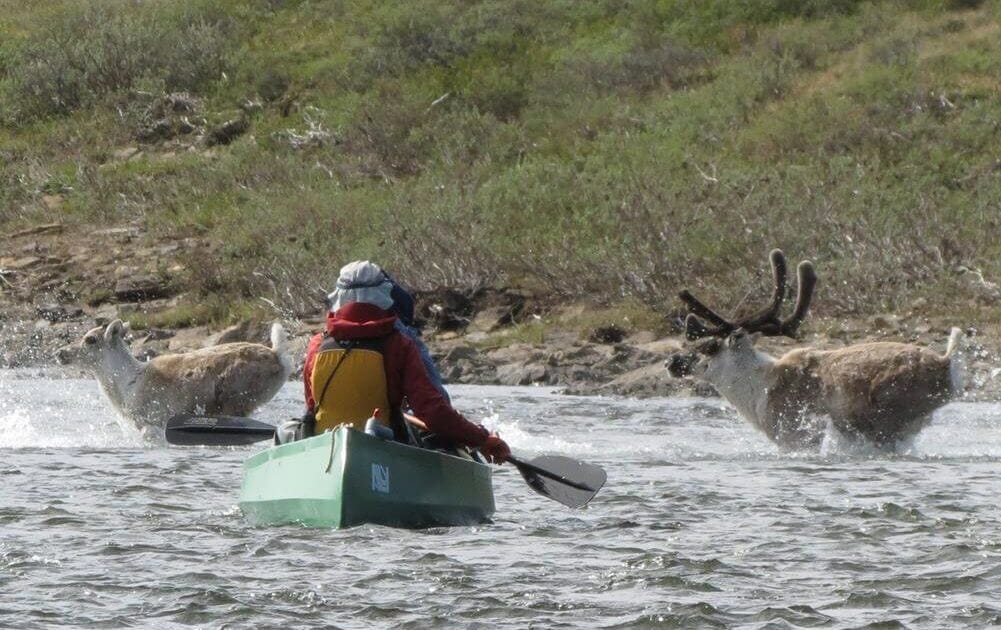 Caribou Canoe - Arctic Wild