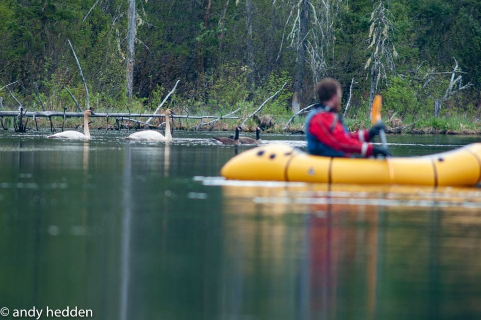 swan-raft - Arctic Wild